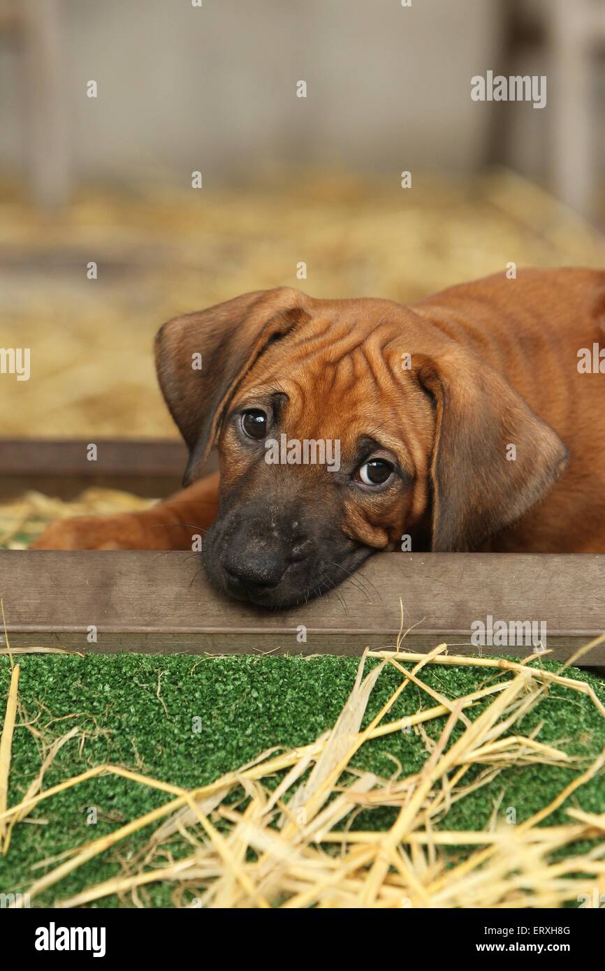 Rhodesian Ridgeback Puppy Stock Photo - Alamy