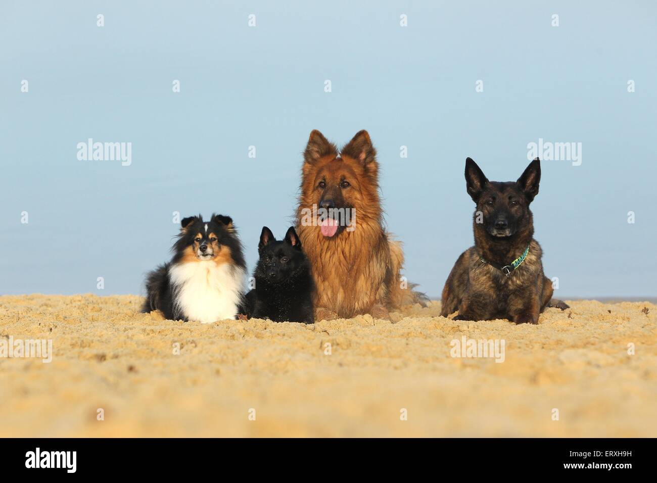 Four shetland sheepdogs hi-res stock photography and images - Alamy