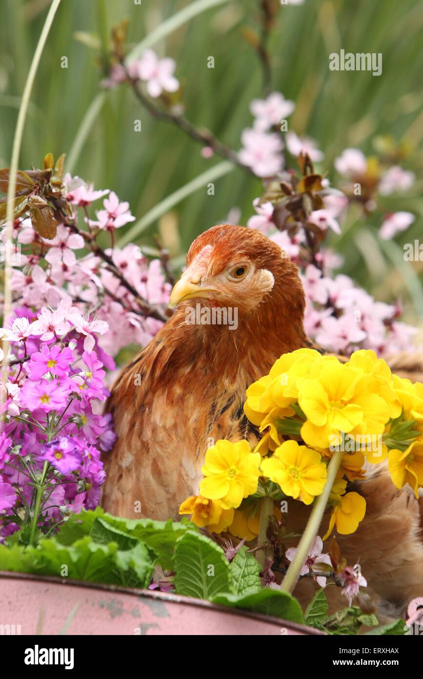 Brahma chicken hen poultry hi-res stock photography and images - Alamy