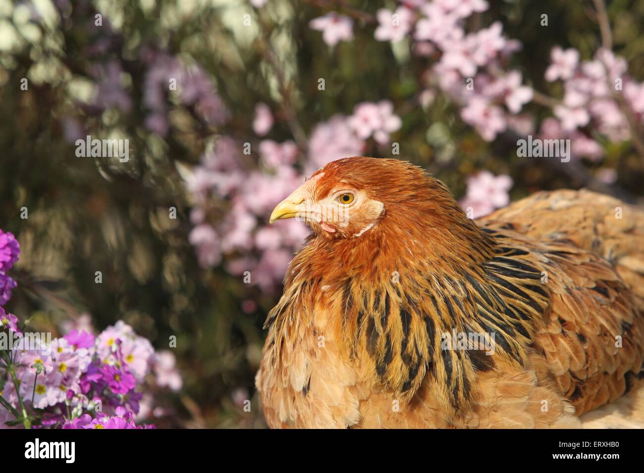 Brahma hen hi-res stock photography and images - Alamy