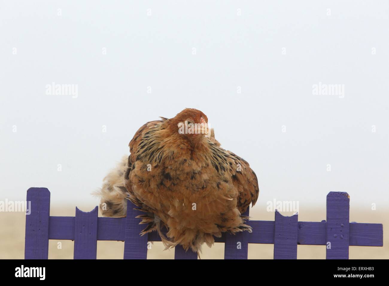Female partridge hi-res stock photography and images - Alamy