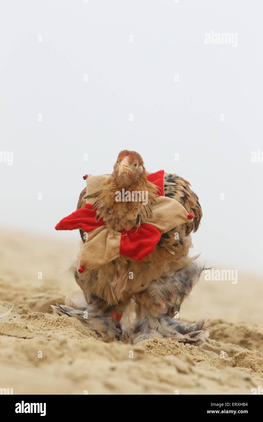Female partridge hi-res stock photography and images - Alamy