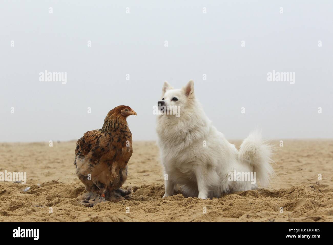 dog and chicken Stock Photo - Alamy