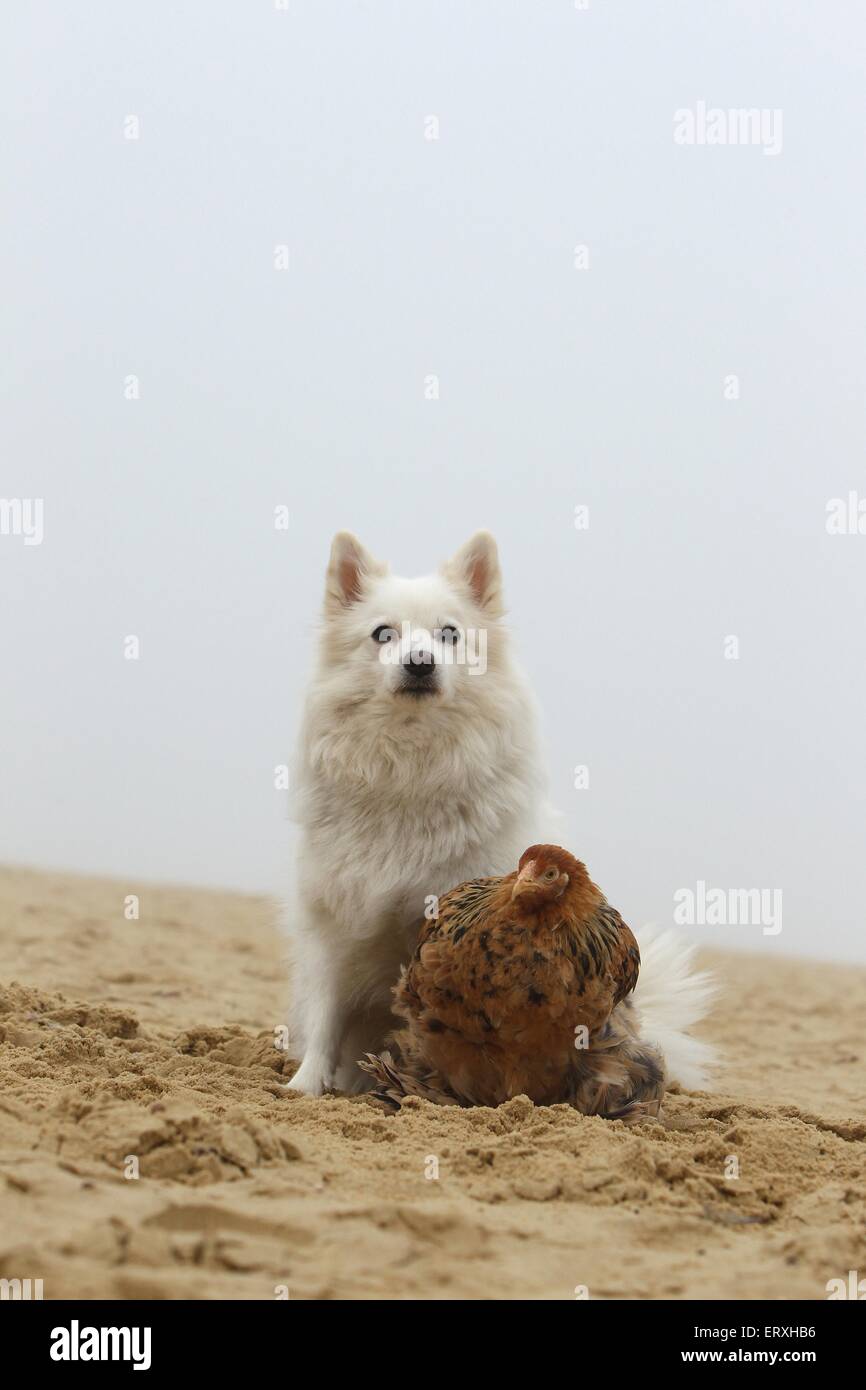 dog and chicken Stock Photo - Alamy