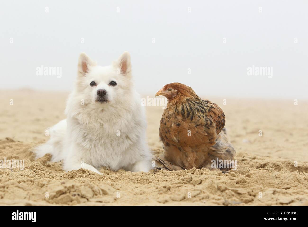 dog and chicken Stock Photo - Alamy