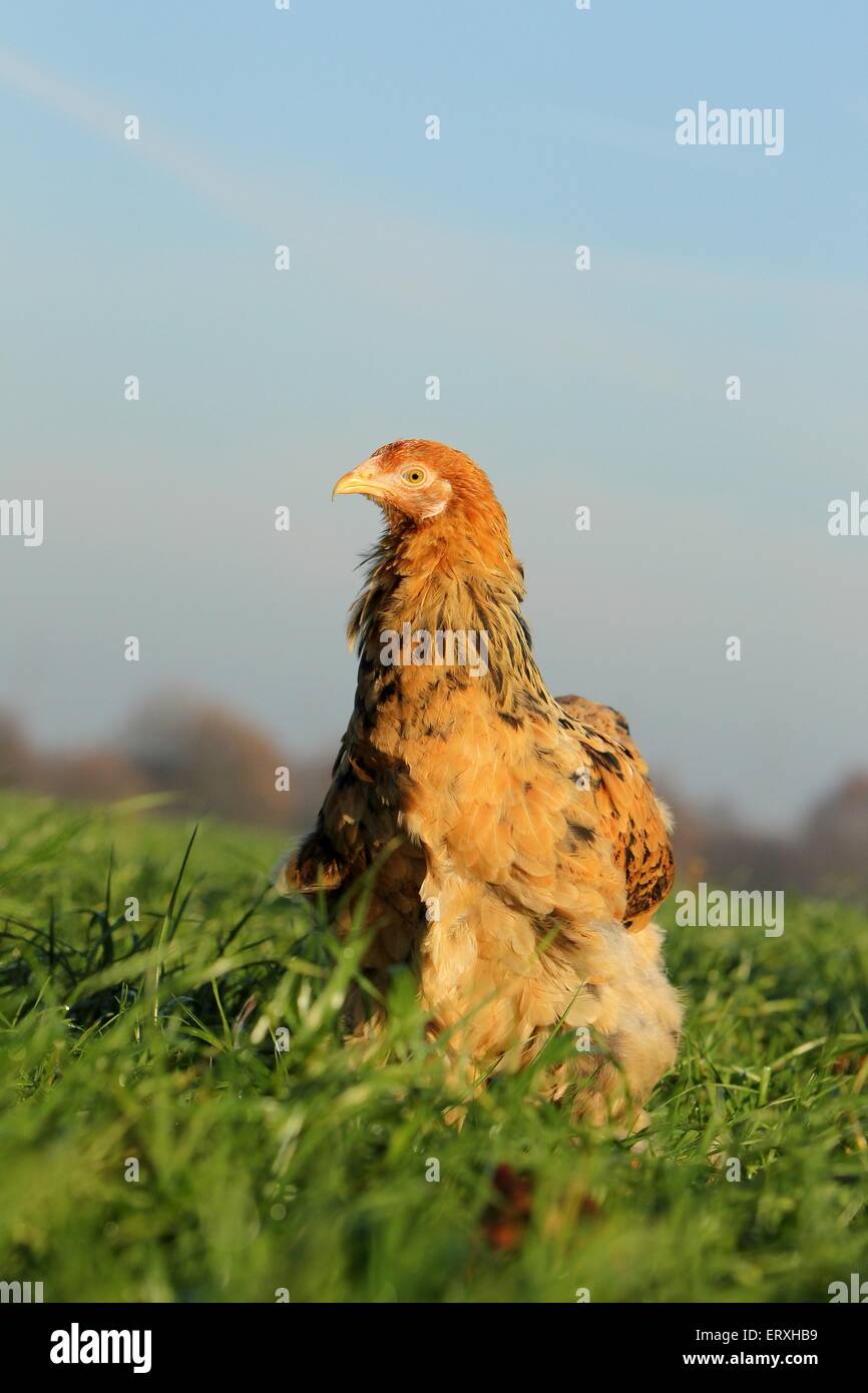 Partridge brahma hi-res stock photography and images - Alamy