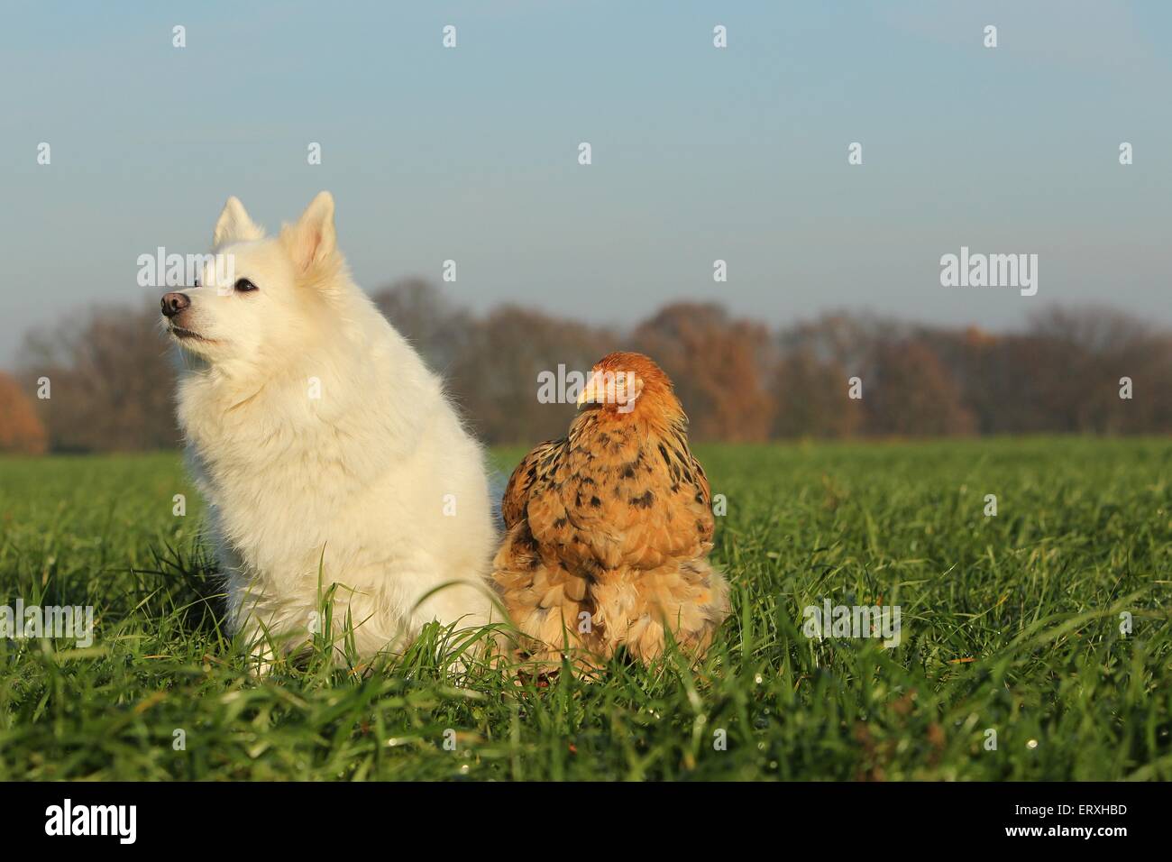 dog and chicken Stock Photo - Alamy