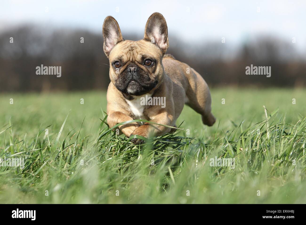 running French Bulldog Stock Photo - Alamy