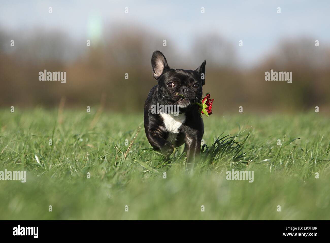 running French Bulldog Stock Photo - Alamy