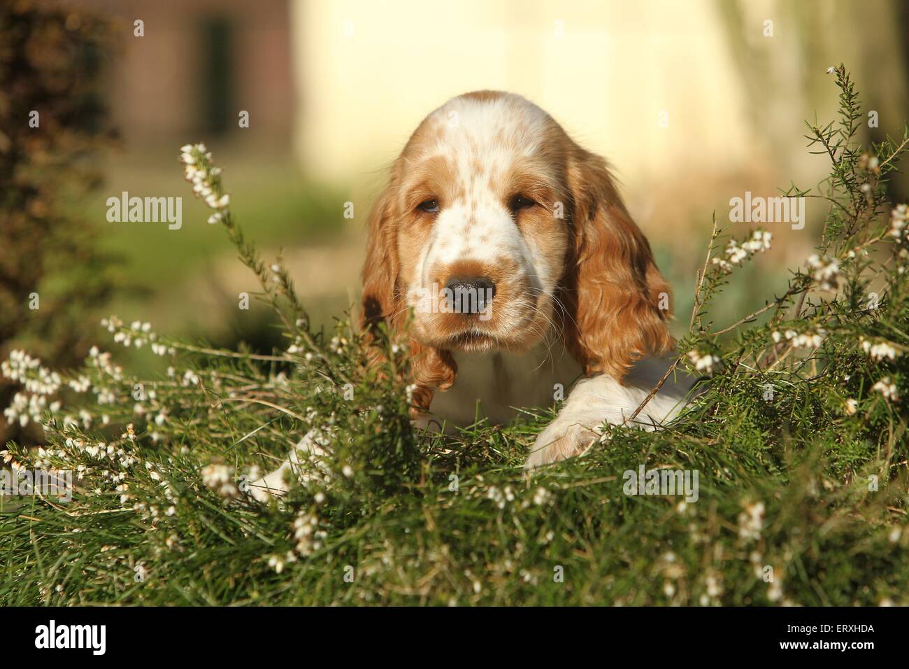 Cocker spaniel flowers hi-res stock photography and images - Alamy