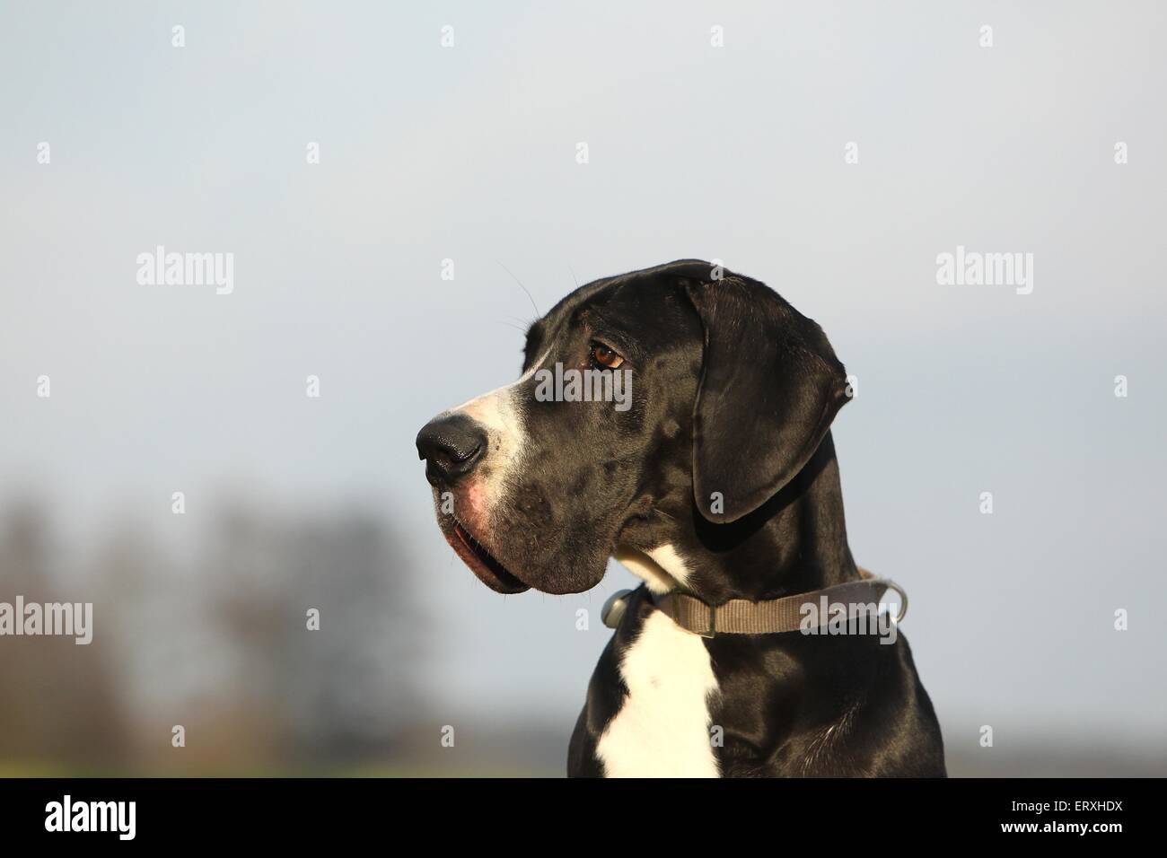 Great Dane portrait Stock Photo - Alamy