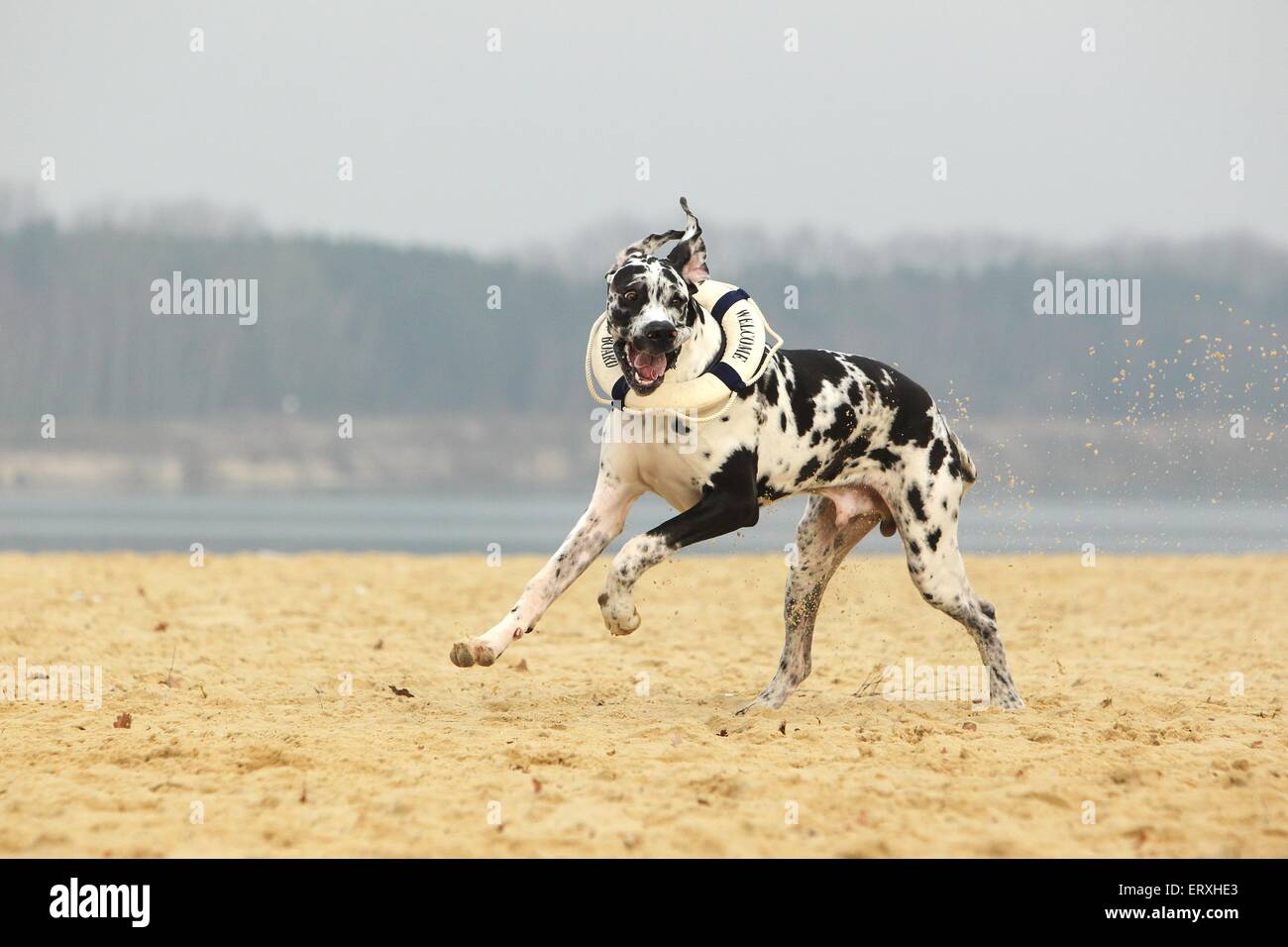 running Great Dane Stock Photo - Alamy