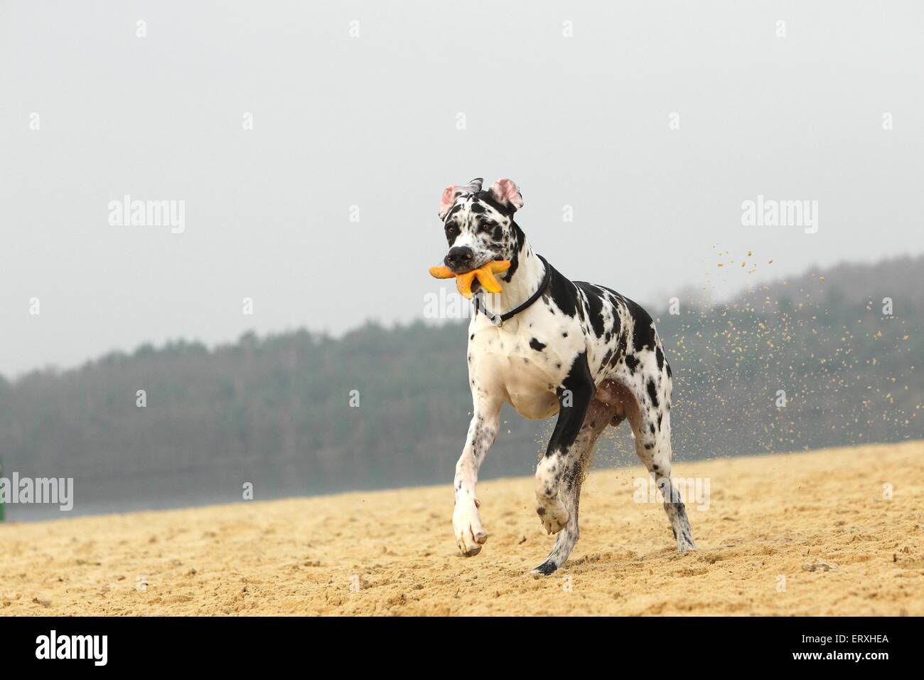 playing Great Dane Stock Photo - Alamy