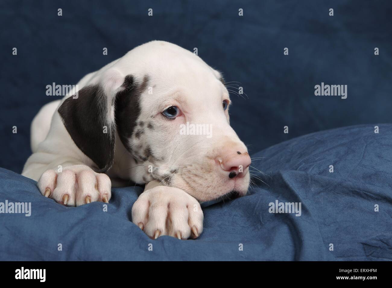 Great Dane puppy Stock Photo - Alamy