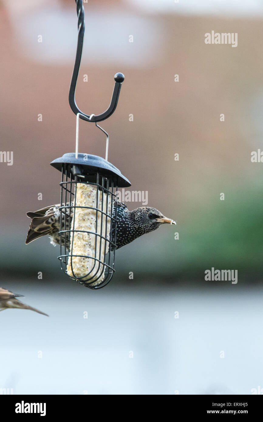 Starling on fat block feeder Stock Photo - Alamy