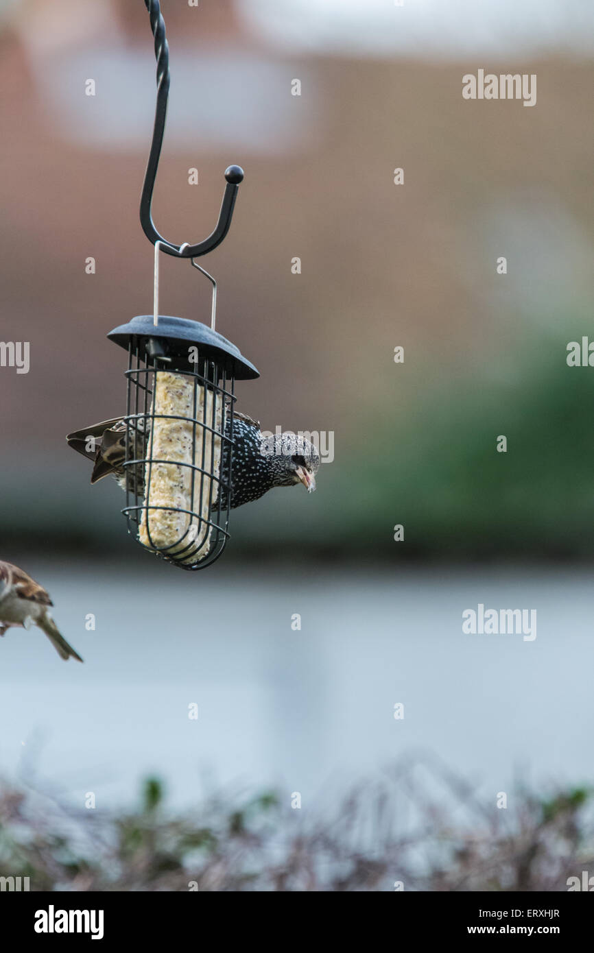 Starling on fat block feeder Stock Photo - Alamy