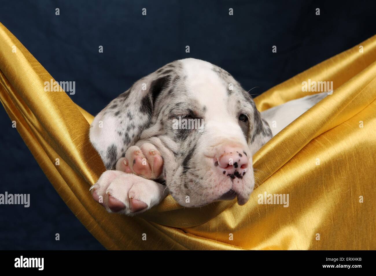 Great Dane puppy Stock Photo - Alamy