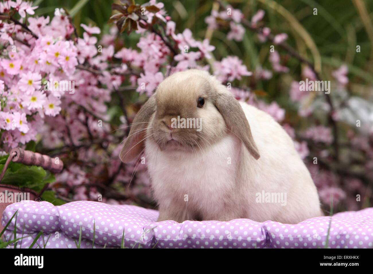 Rabbit seat hi-res stock photography and images - Alamy