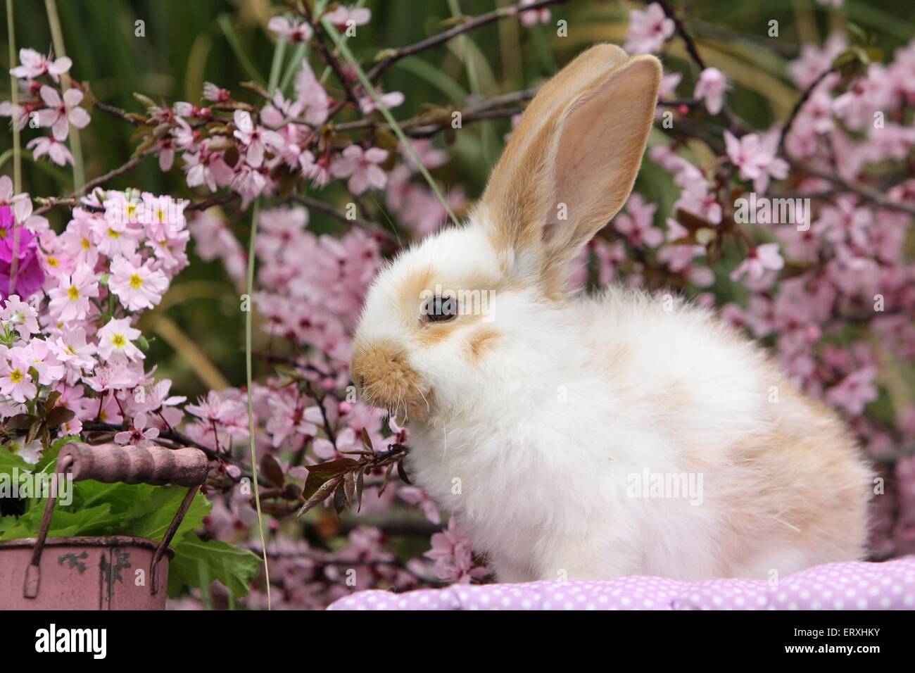 Rabbit seat hi-res stock photography and images - Alamy