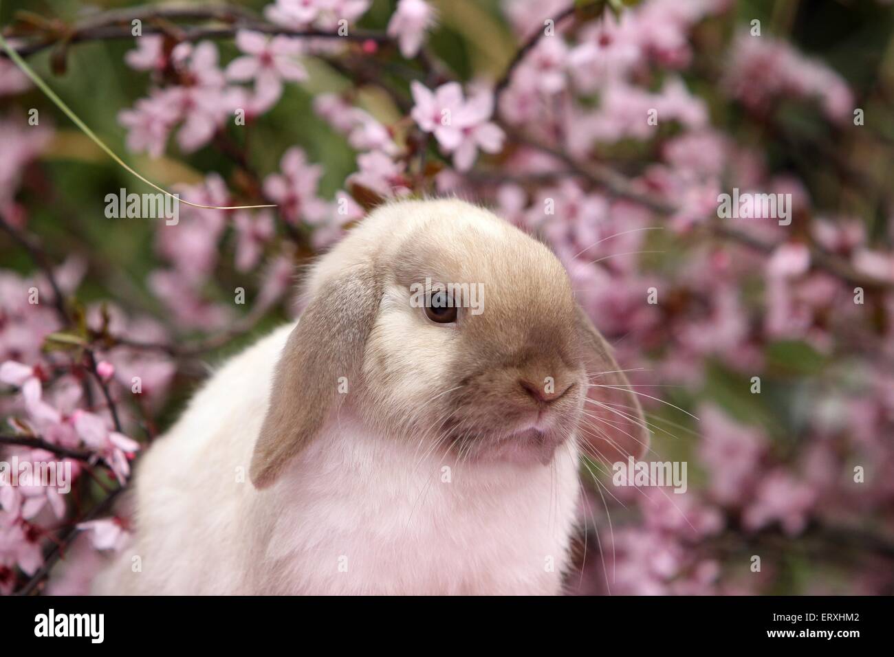 Lop eared rabbit hi-res stock photography and images - Alamy