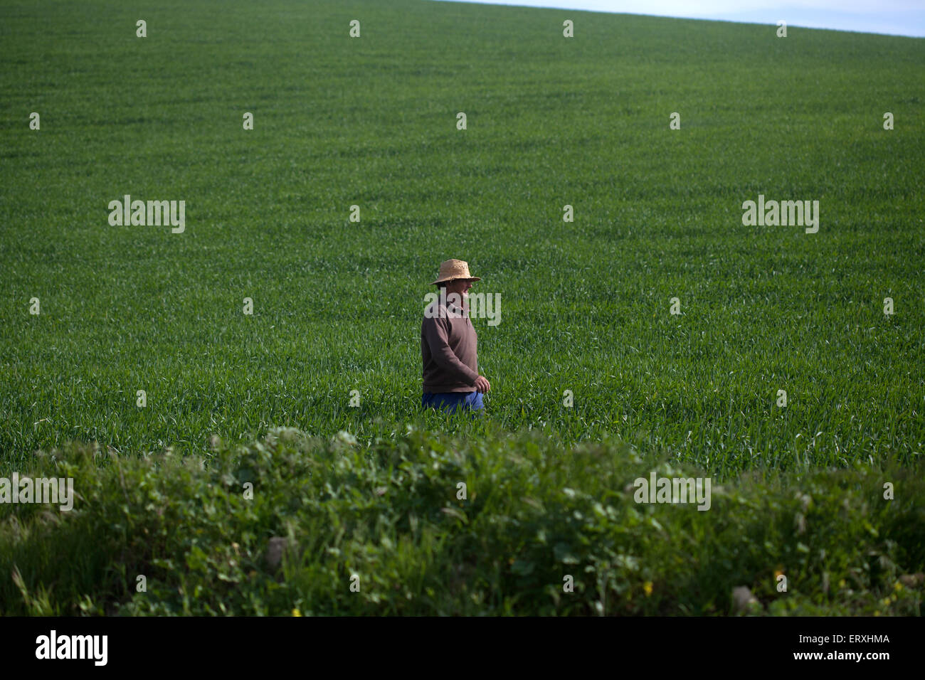 A goatherd walks on a monoculture field of genetically modified wheat ...