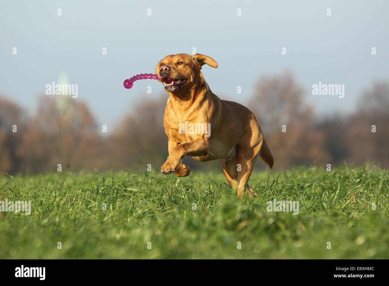 playing Labrador Retriever Stock Photo - Alamy