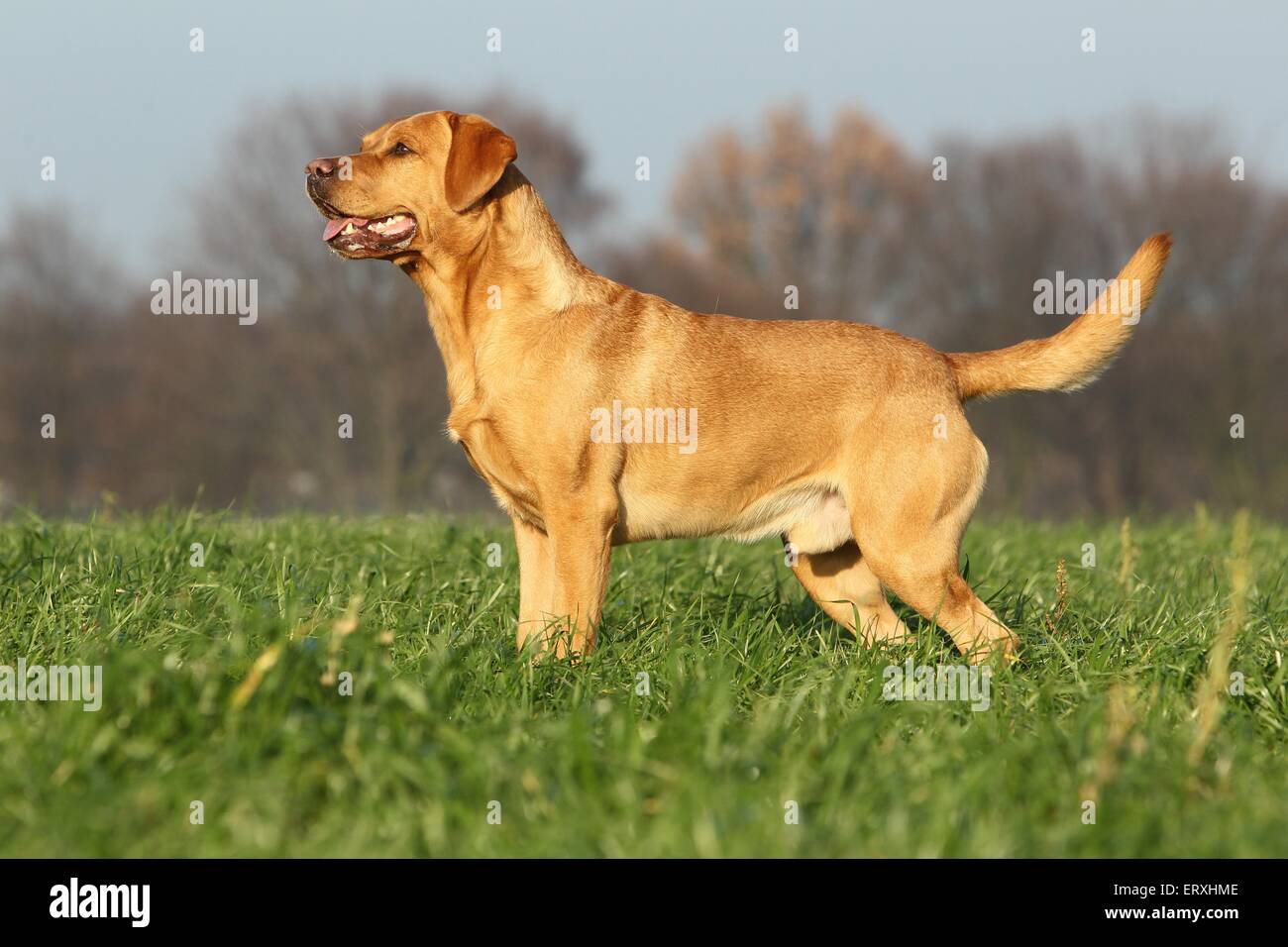 standing Labrador Retriever Stock Photo - Alamy