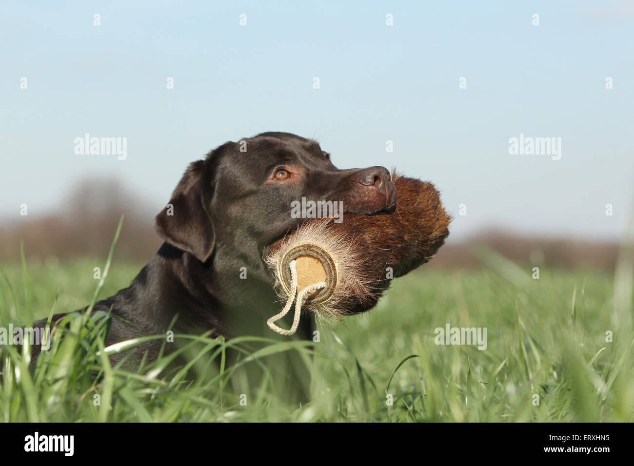 Labrador Retriever with dummy Stock Photo - Alamy