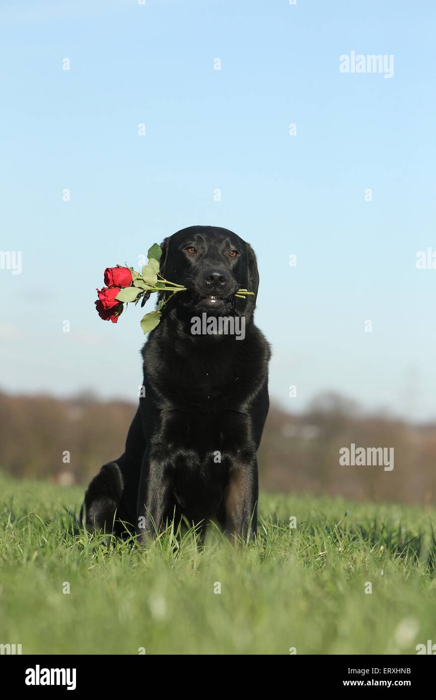 Labrador Retriever with roses Stock Photo - Alamy