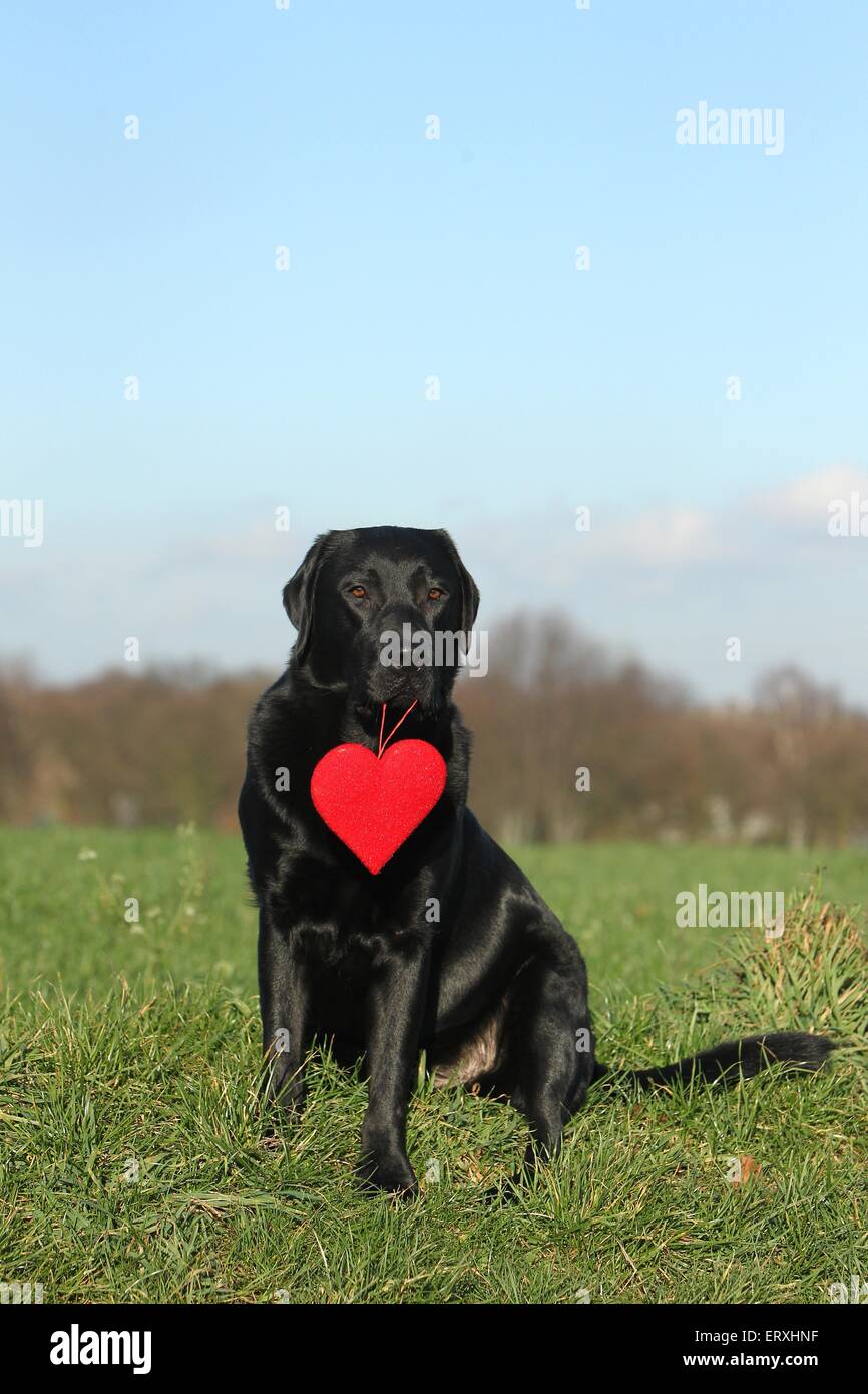 sitting Labrador Retriever Stock Photo - Alamy