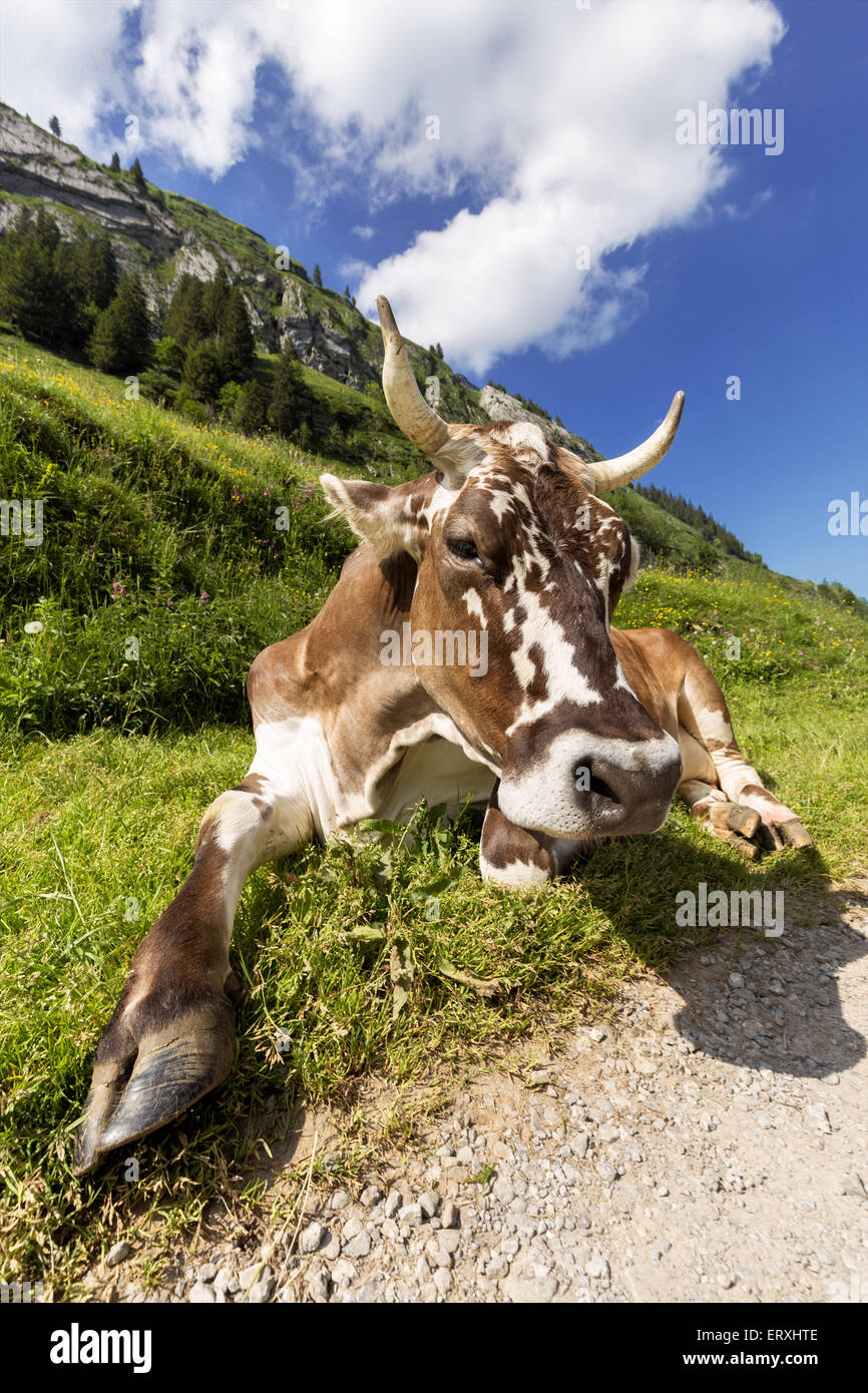 A beautiful dairy cow taking a break Stock Photo - Alamy