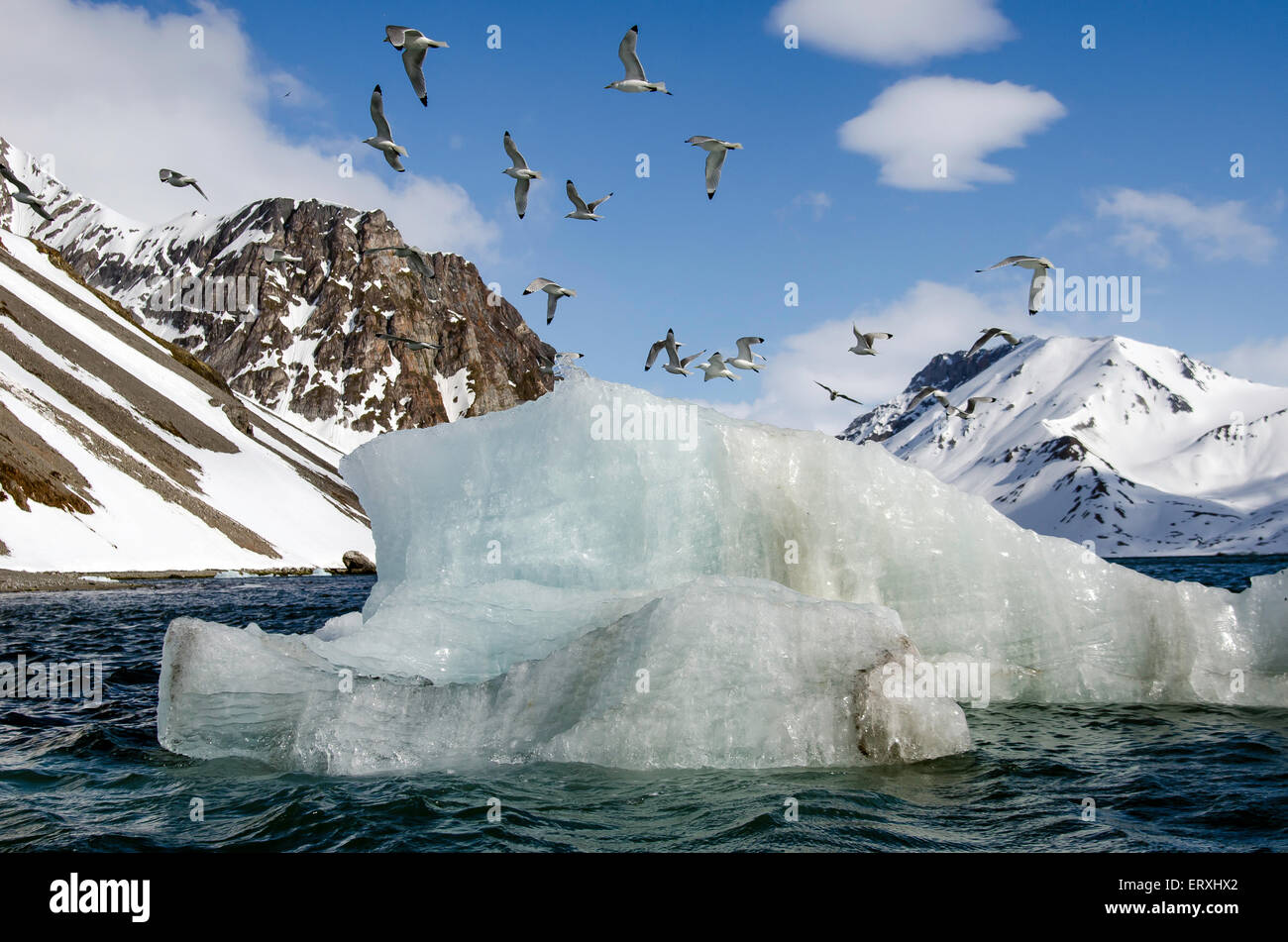 Floating ice and birds at Burgerbukta Svalbard Norway Scandinavia ...