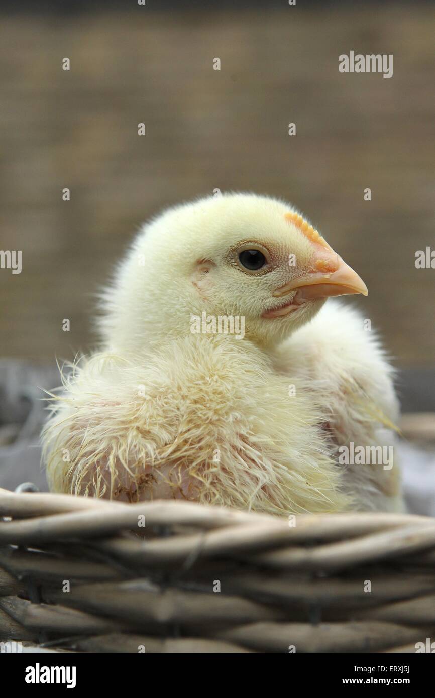 Fattened Chicken High Resolution Stock Photography and Images - Alamy