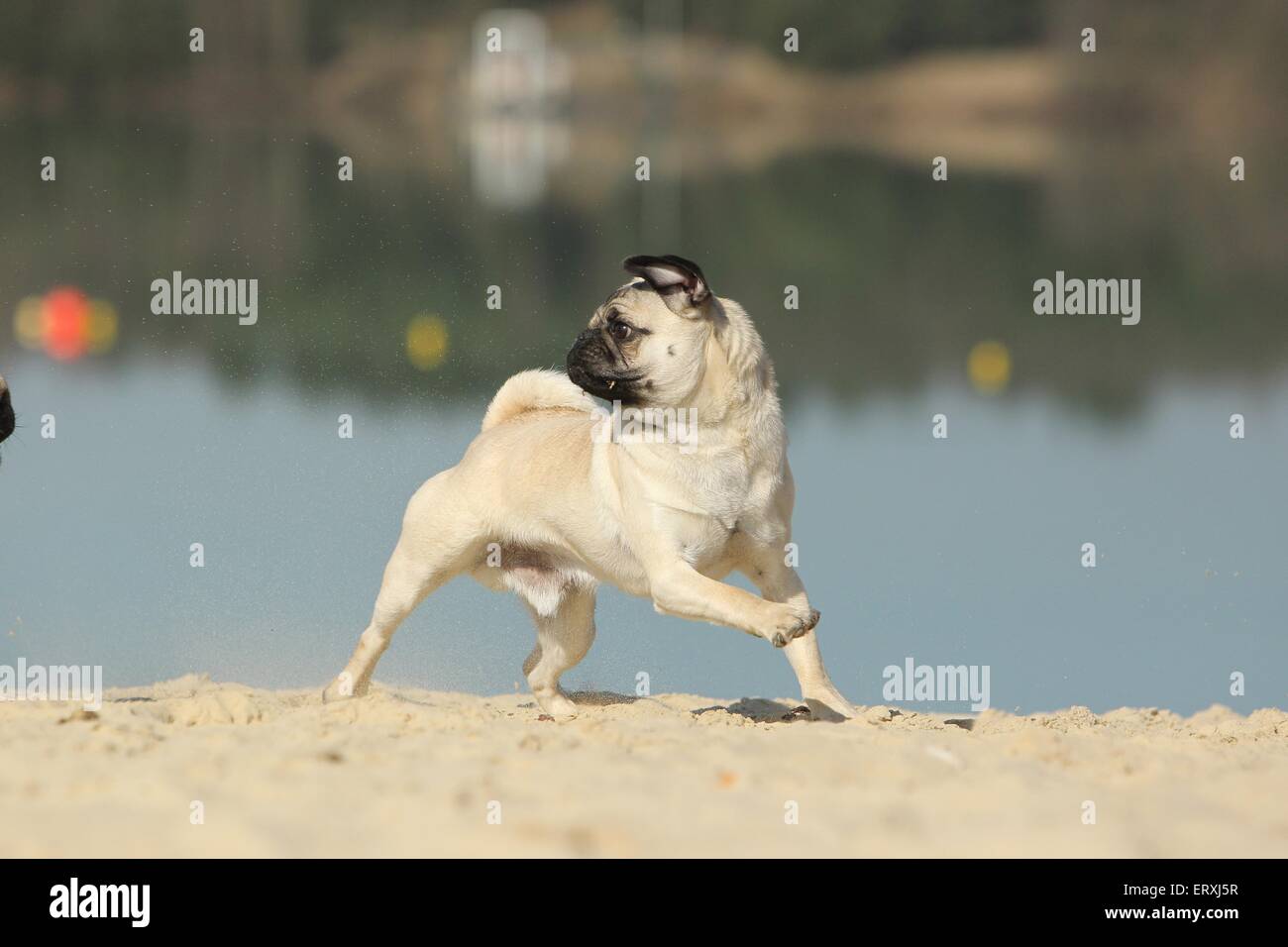 Pug at beach hi-res stock photography and images - Alamy