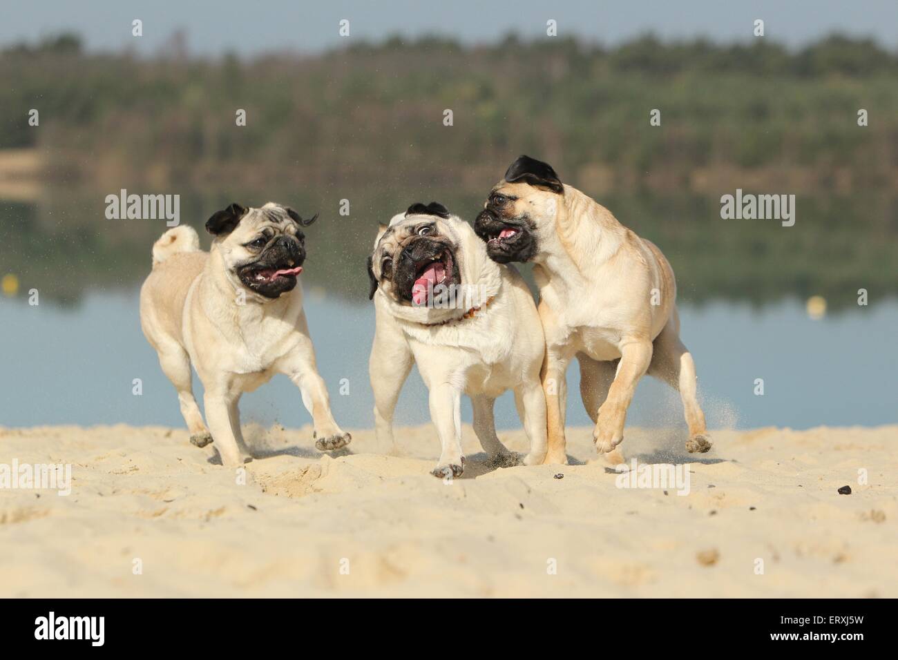 Three dogs running hi-res stock photography and images - Alamy