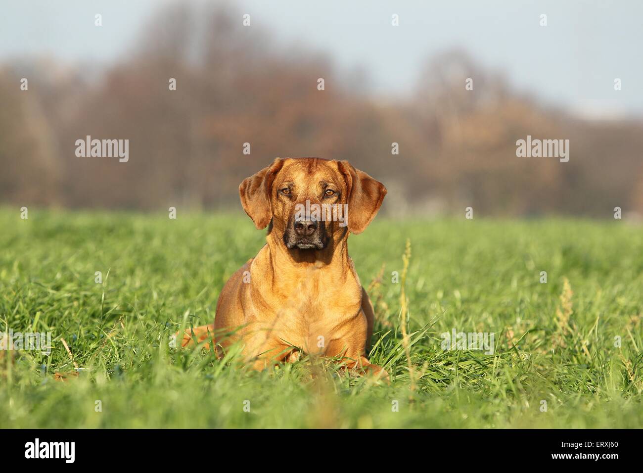 lying Rhodesian Ridgeback Stock Photo - Alamy