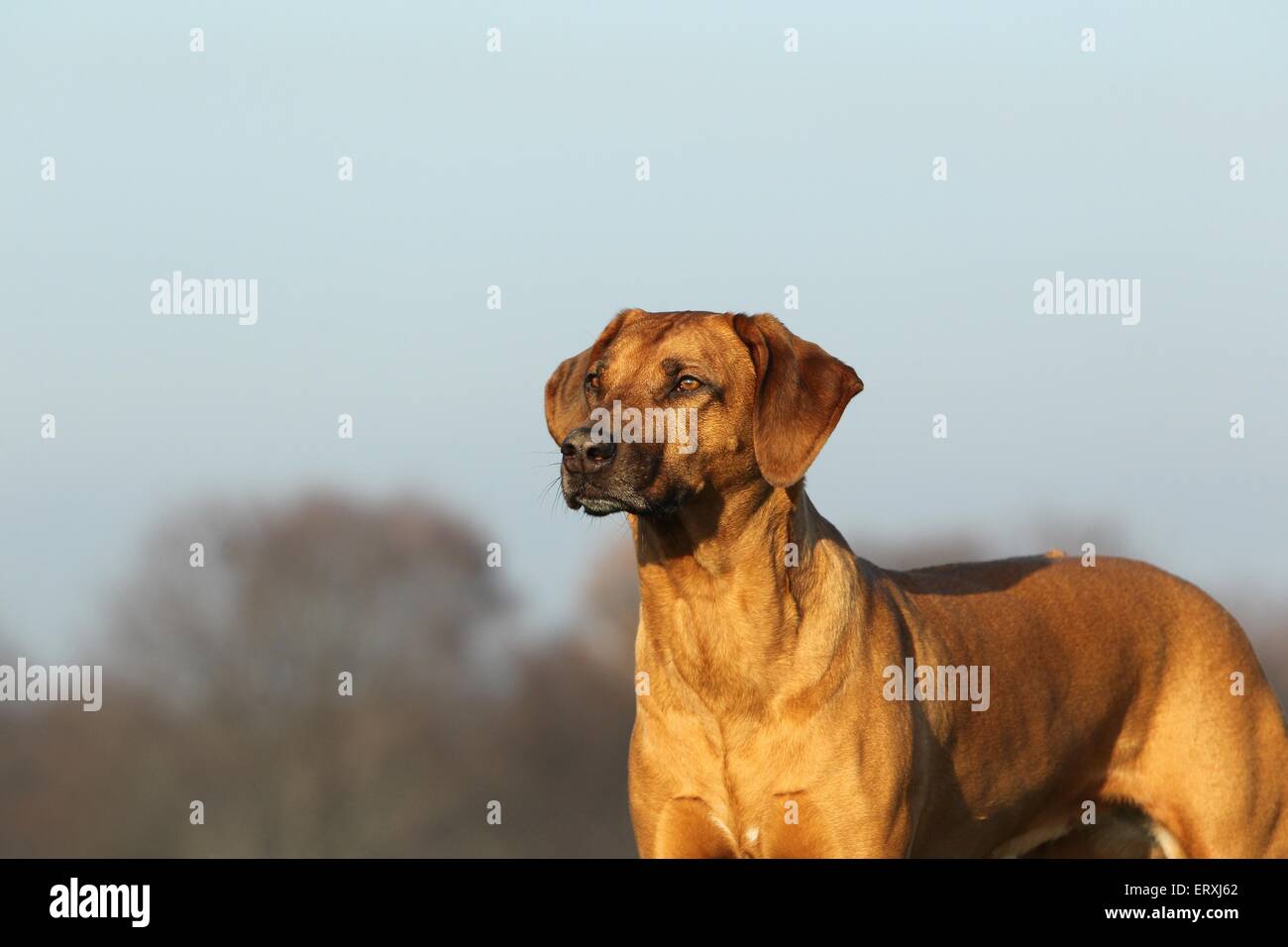 Rhodesian Ridgeback Portrait Stock Photo - Alamy