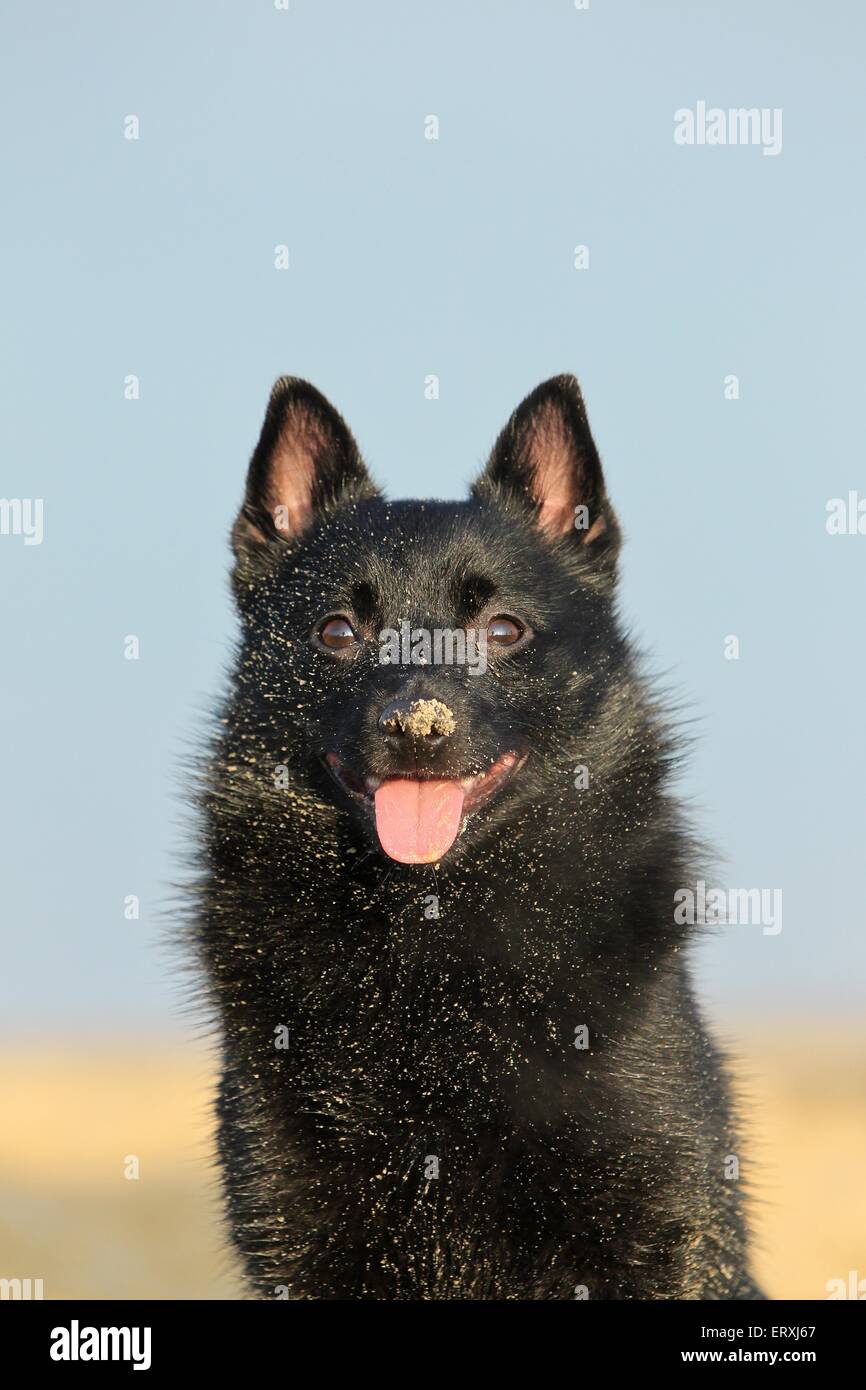 Schipperke hi-res stock photography and images - Alamy