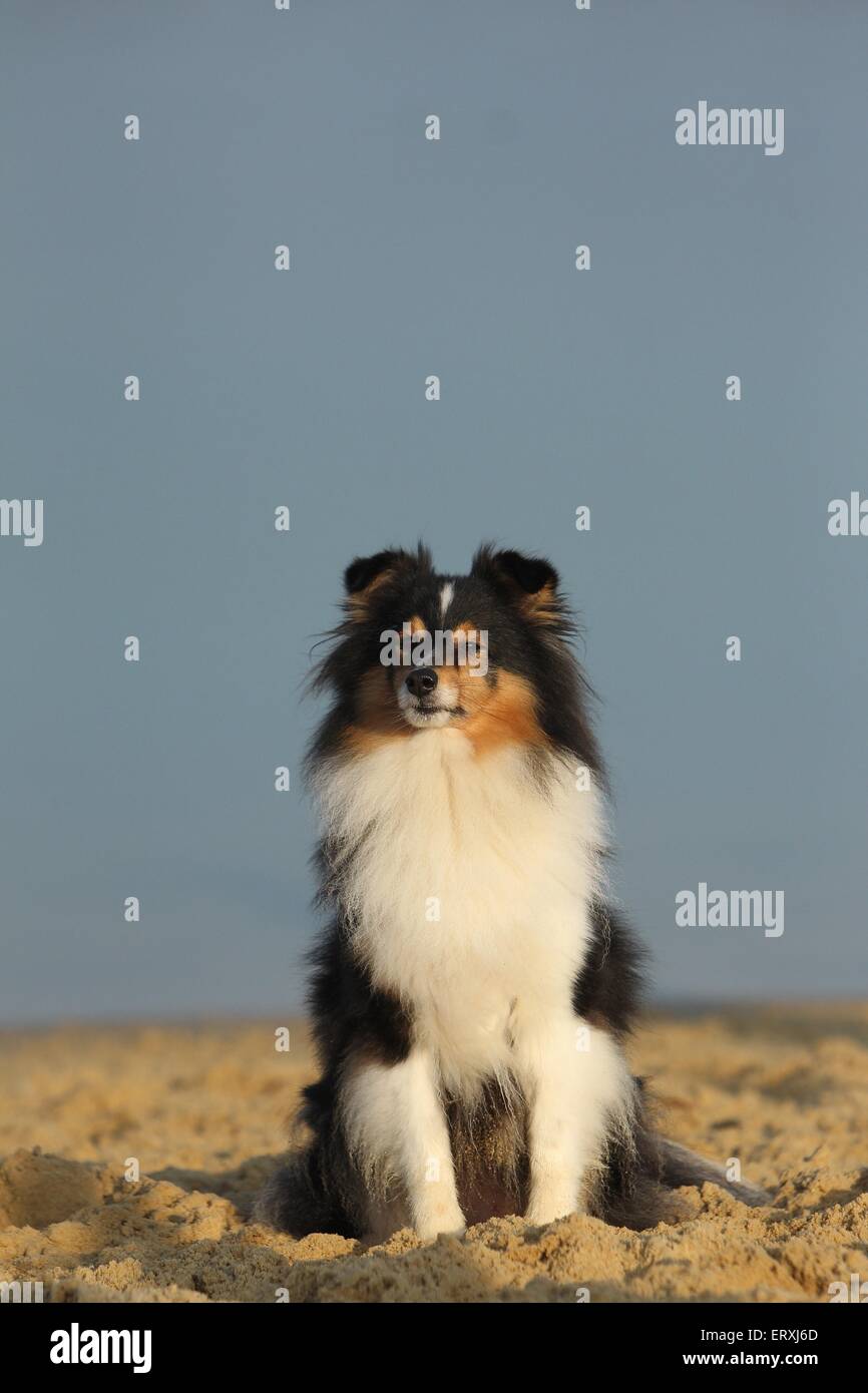 sitting Shetland Sheepdog Stock Photo - Alamy