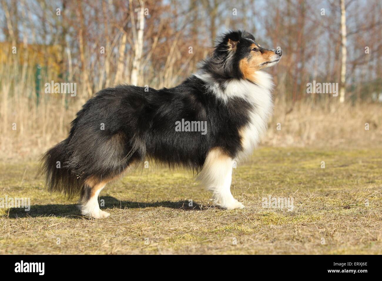 standing Shetland Sheepdog Stock Photo - Alamy