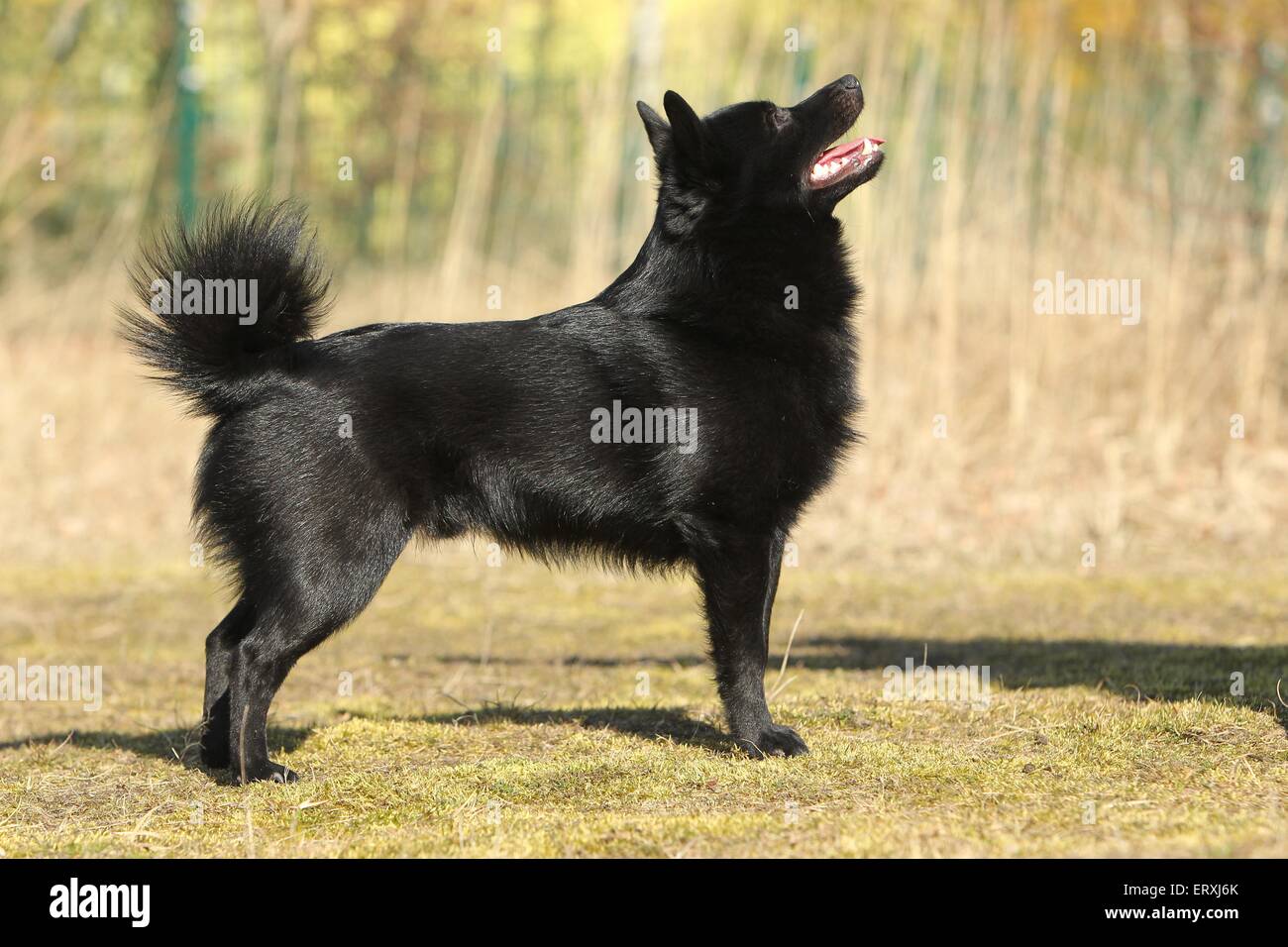 Schipperke hi-res stock photography and images - Alamy