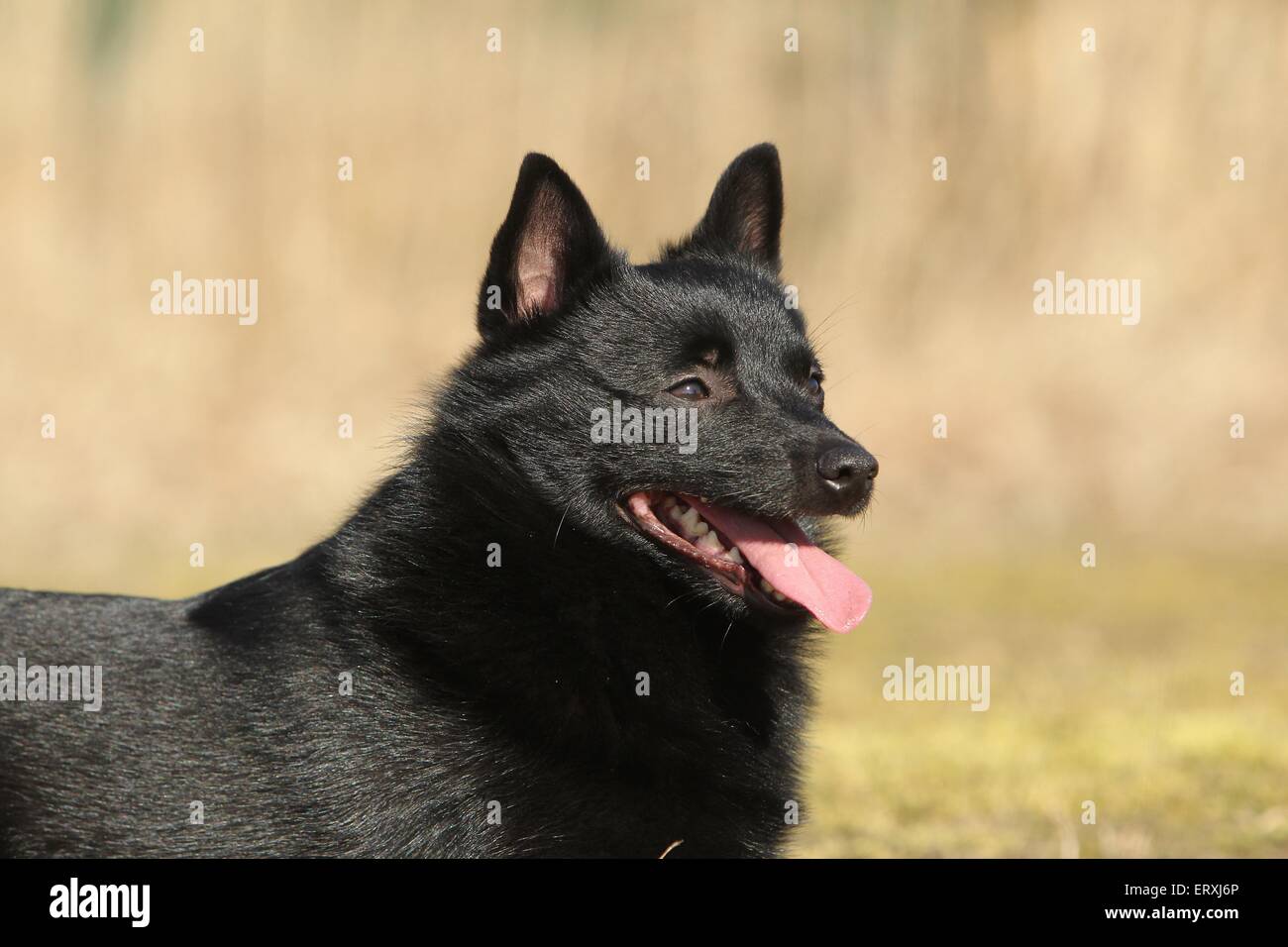 Schipperke Australische Herder Mix Australian Shepherd History: Where
