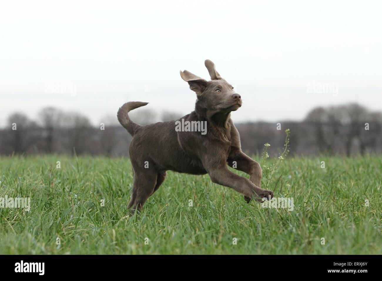 running Labrador Retriever Stock Photo - Alamy