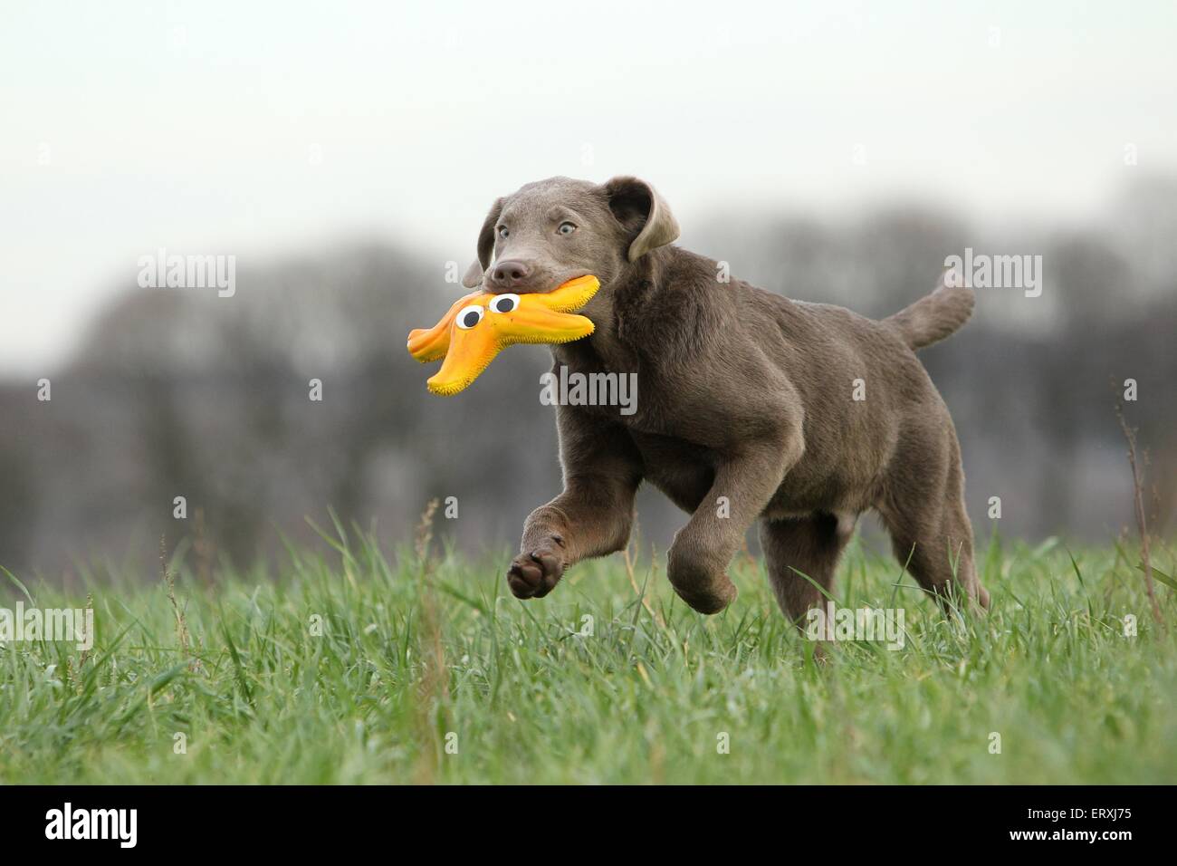 playing Labrador Retriever Stock Photo - Alamy