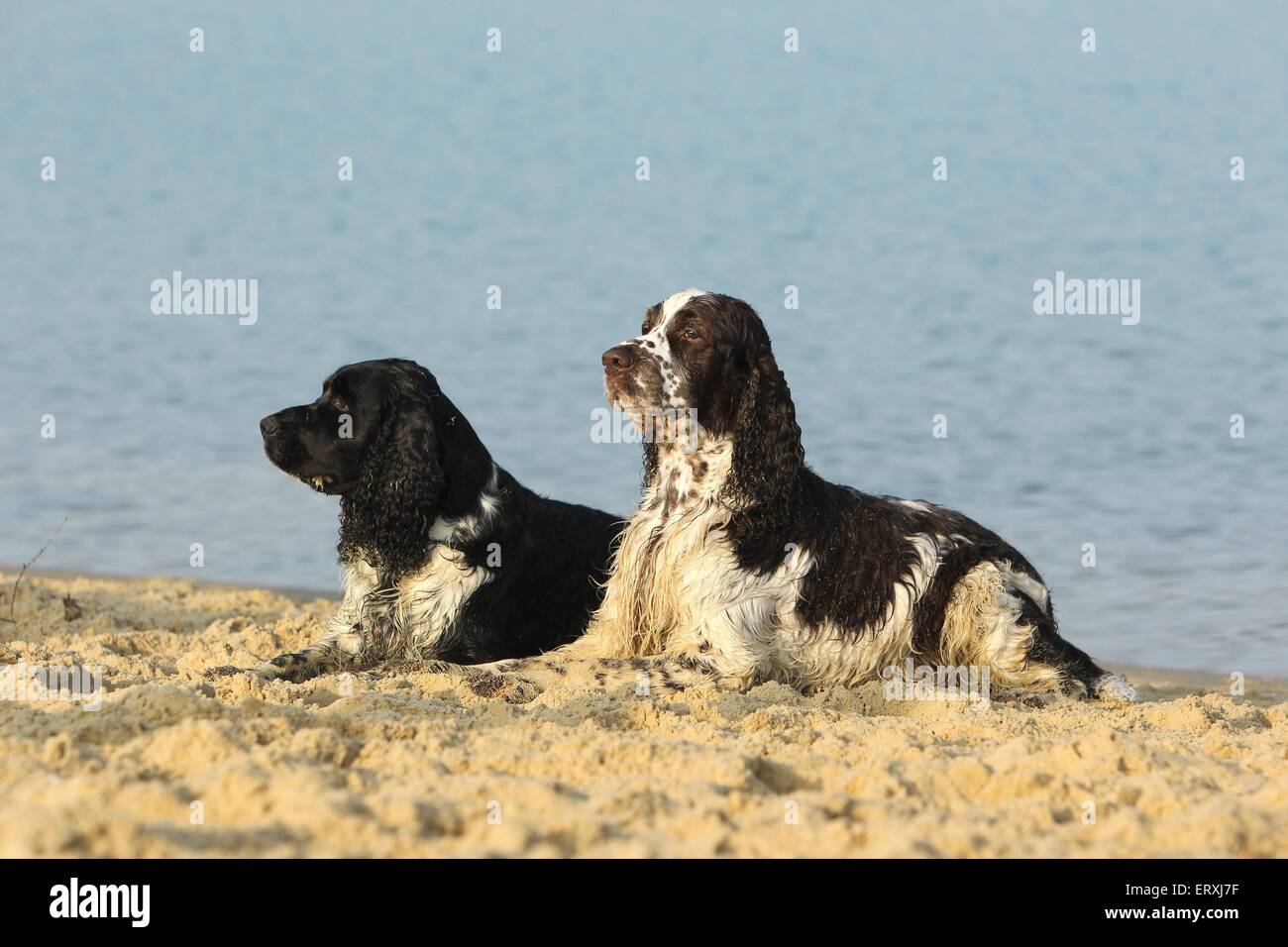 2 English Springer Spaniel Stock Photo - Alamy