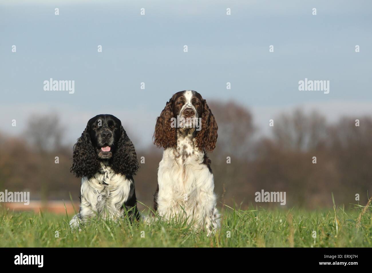 English springer spaniel fall hi-res stock photography and images - Alamy