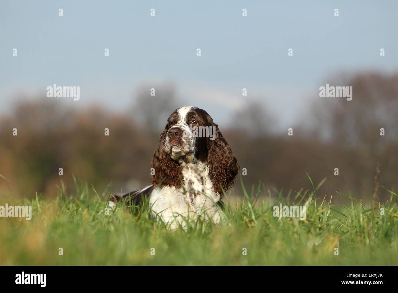 English springer spaniel fall hi-res stock photography and images - Alamy