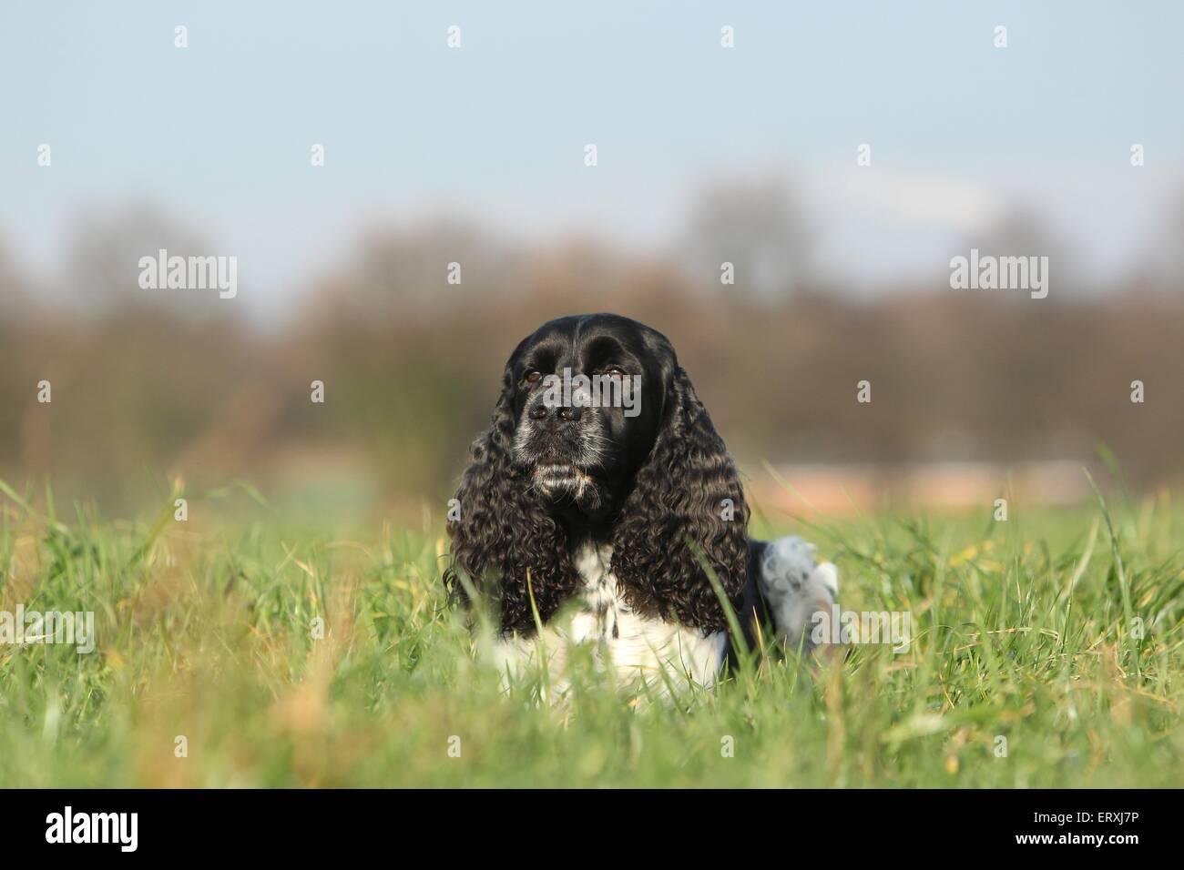 English springer spaniel fall hi-res stock photography and images - Alamy