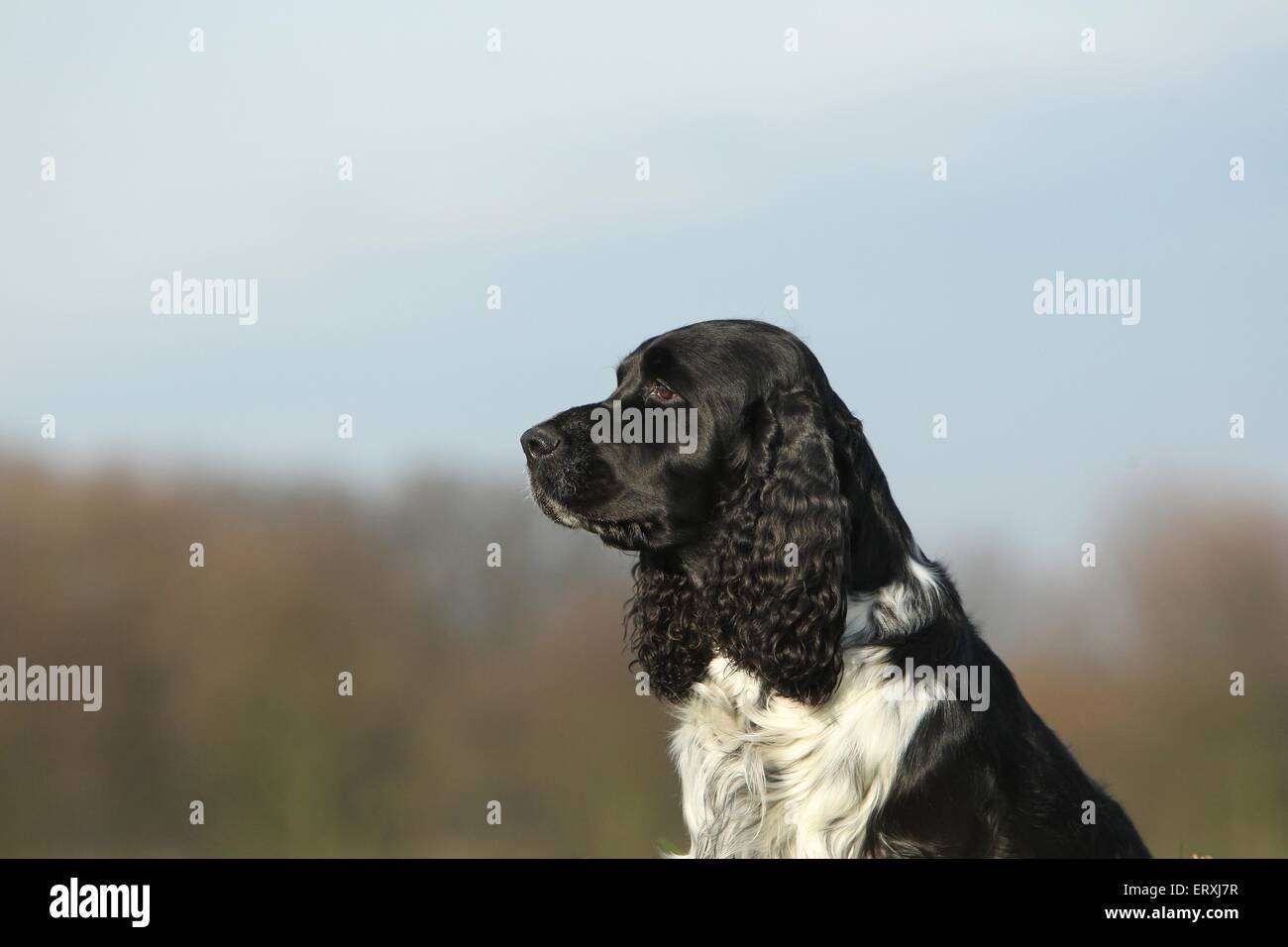 English Springer Spaniel Portrait Stock Photo - Alamy