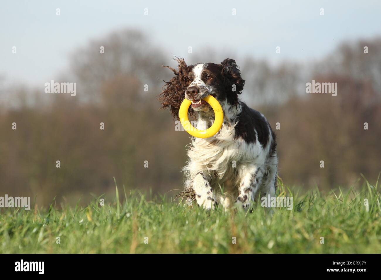 playing English Springer Spaniel Stock Photo - Alamy